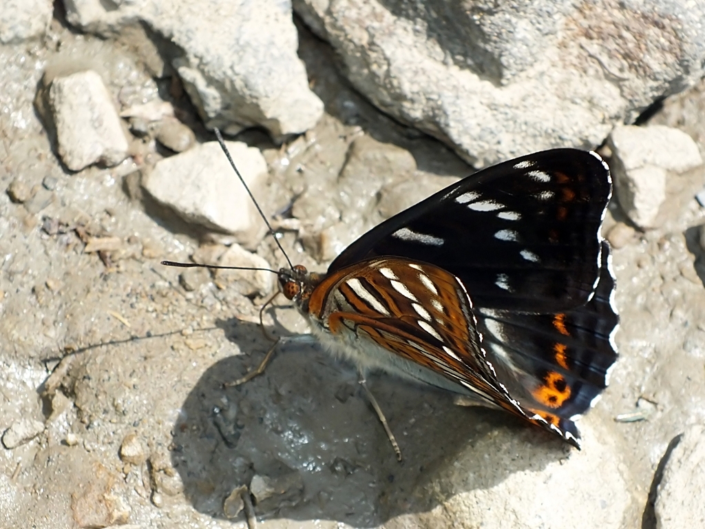Limenitis populi – Pokłonnik osinowiec | Insektarium