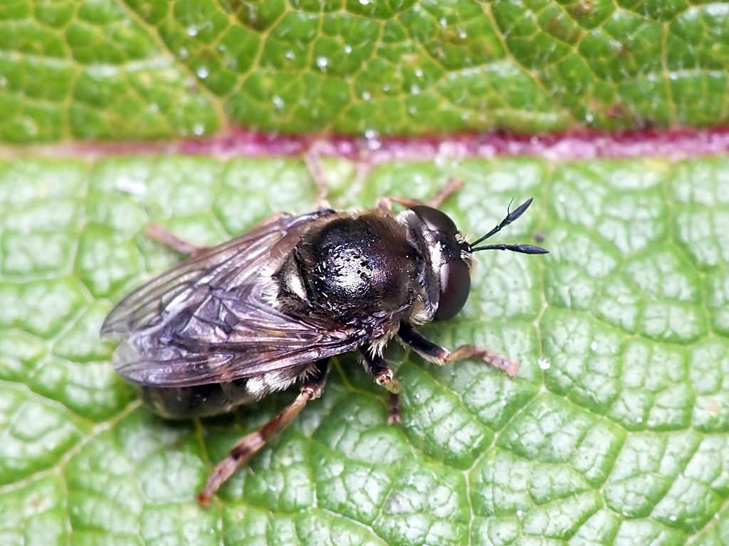 Microdon devius – Nipszczoła przyleśna | Insektarium