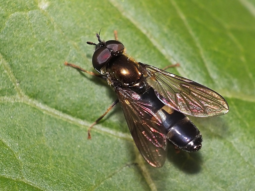 Pyrophaena rosarum – Pyrofena szuwarowa | Insektarium