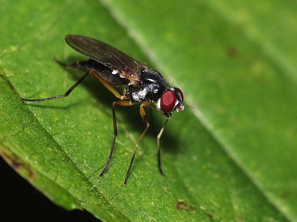 Tanypezidae | Insektarium