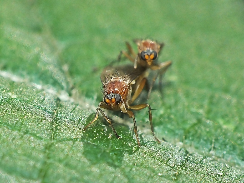Megaselia spp. – Zadry | Insektarium