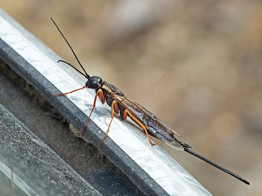Xeris spectrum – Kruszel czarny | Insektarium