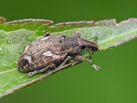 Curculionidae galeria | Insektarium