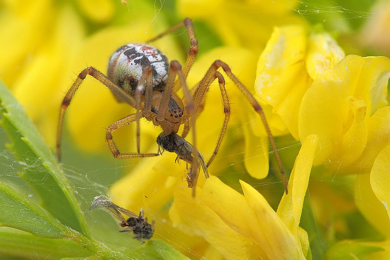 Linyphidae | Insektarium