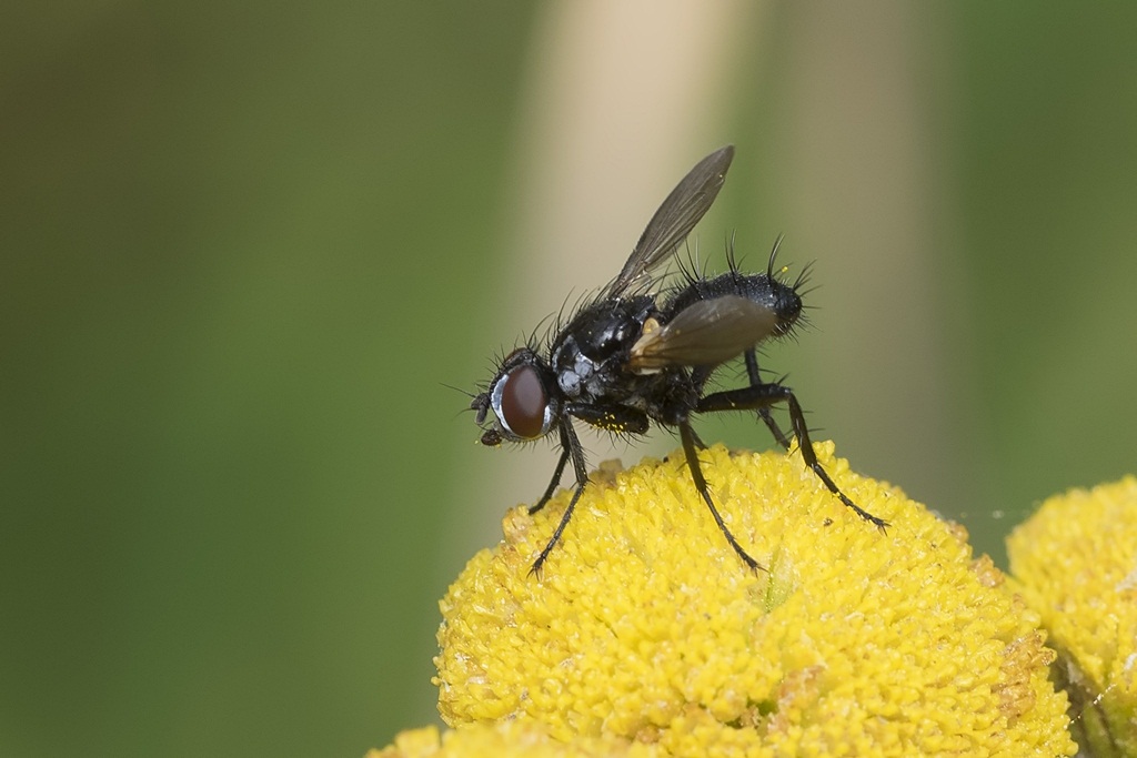 Phania funesta – Paśniczka ziemikówka | Insektarium