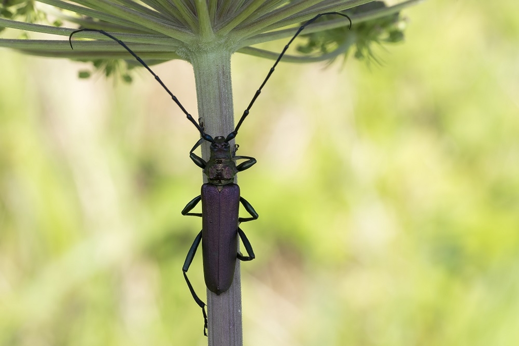 A. moschata | Insektarium