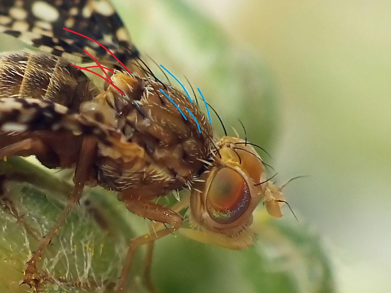 Oxyna flavipennis | Insektarium
