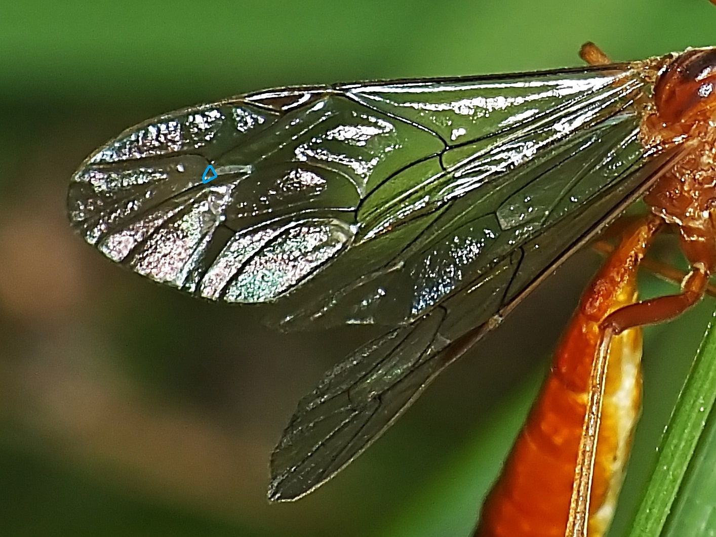Netelia spp. | Insektarium