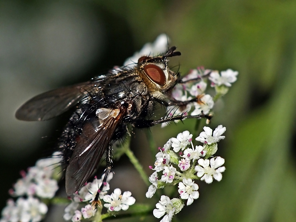 E.anthophila. | Insektarium