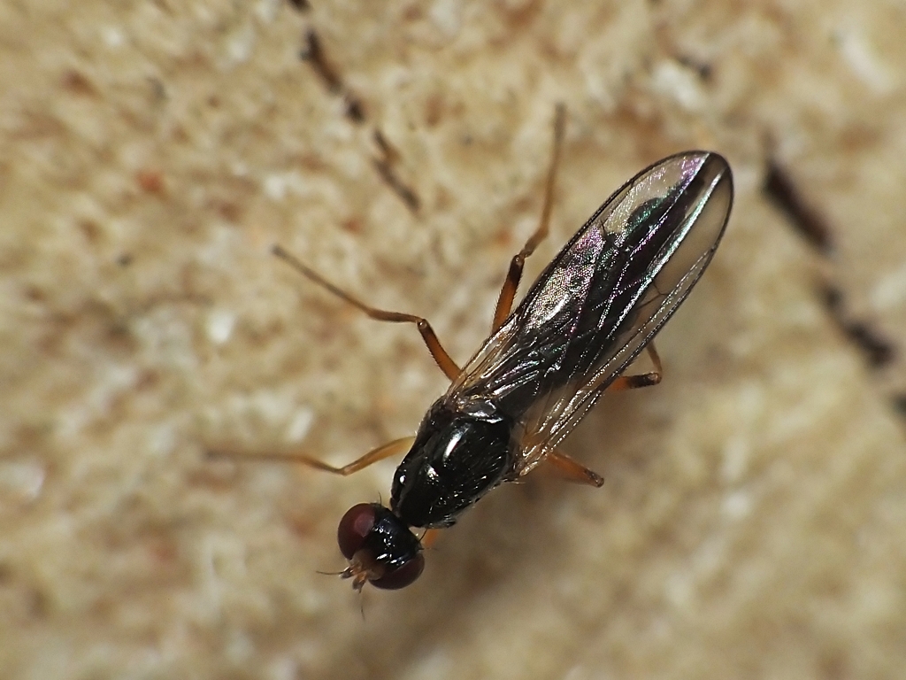 Megamerina dolium | Insektarium