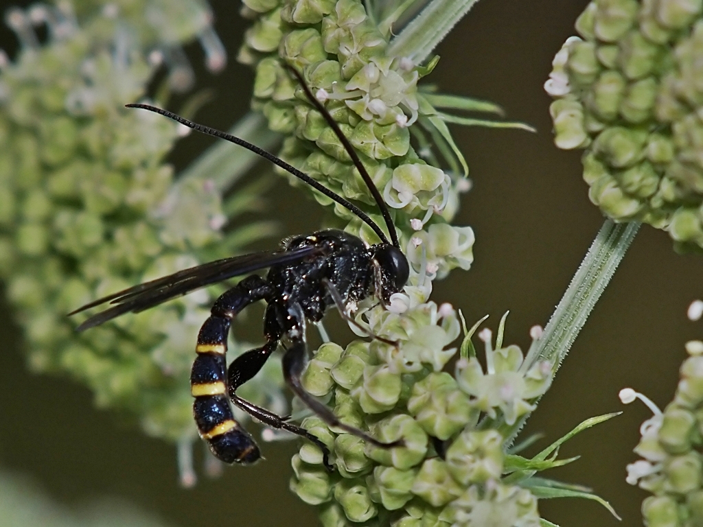 Metopius | Insektarium