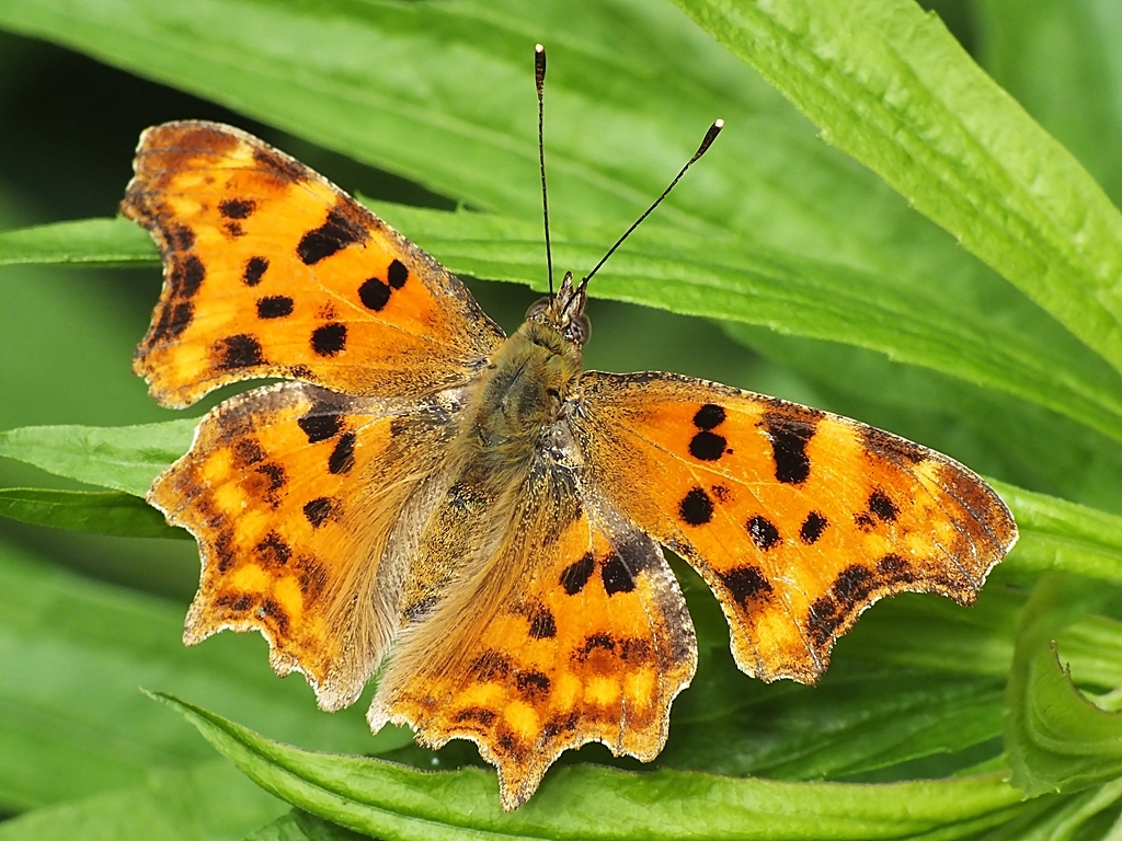 Polygonia c-album – Rusałka ceik | Insektarium