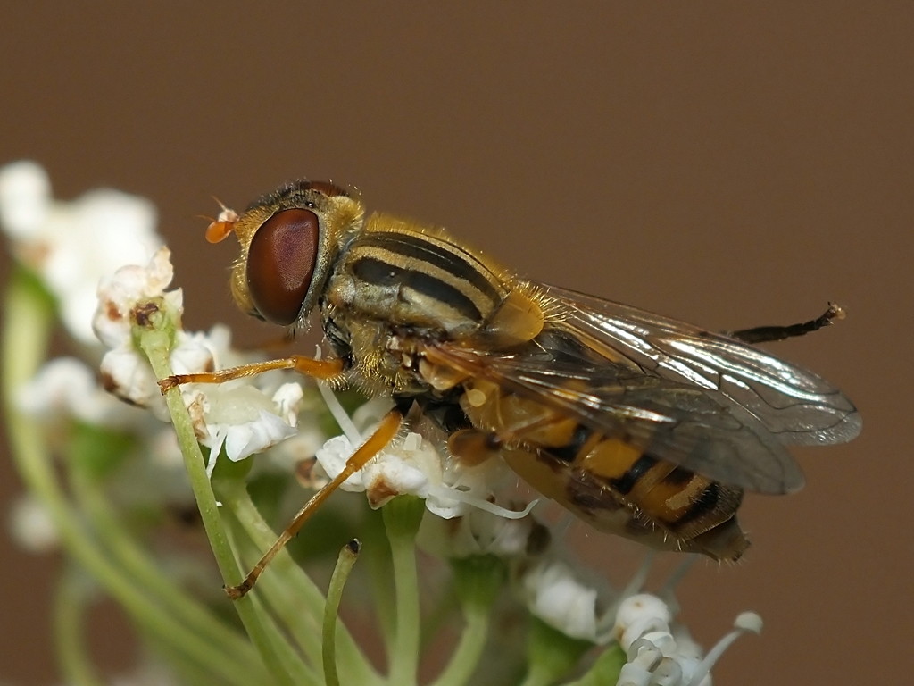 P.versicolor | Insektarium