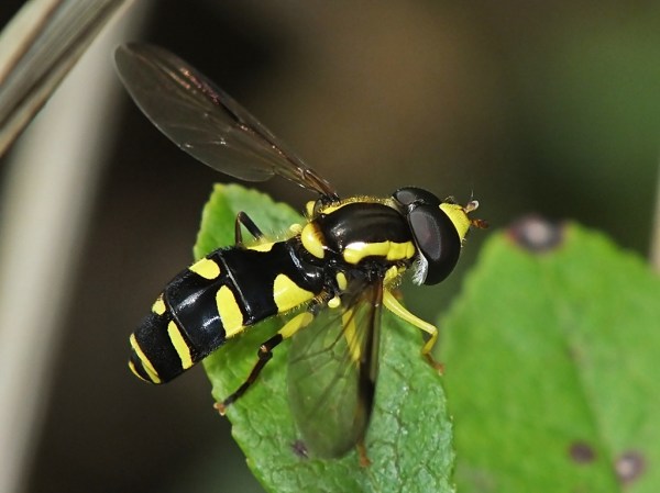 Xanthogramma pedissequum – Żółtynka ozdobna | Insektarium