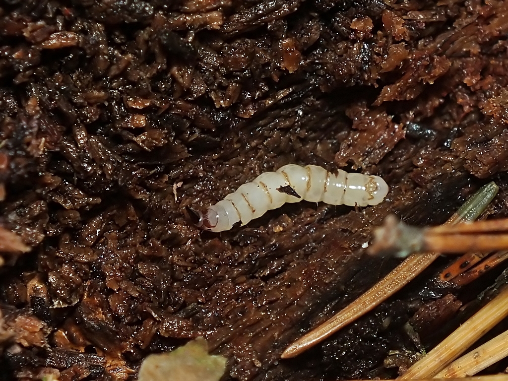 Xylophagus cinctus – Dziupleń leśnik | Insektarium