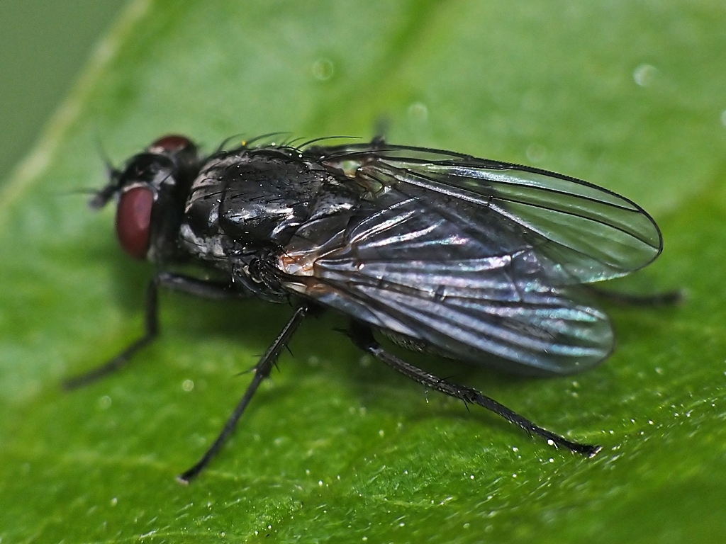 Hydrotaea dentipes | Insektarium