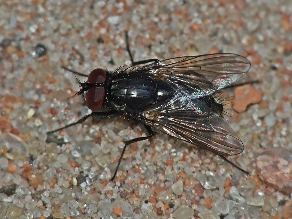 Hydrotaea male | Insektarium