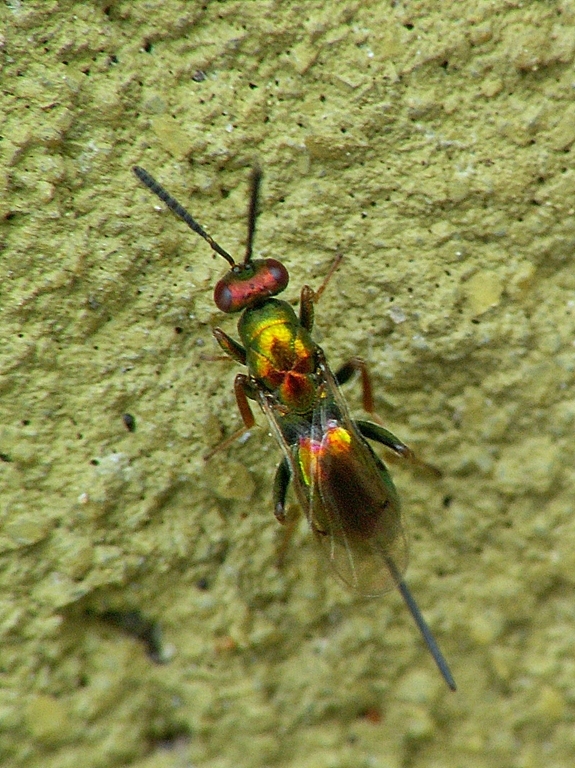 Torymidae sp. | Insektarium