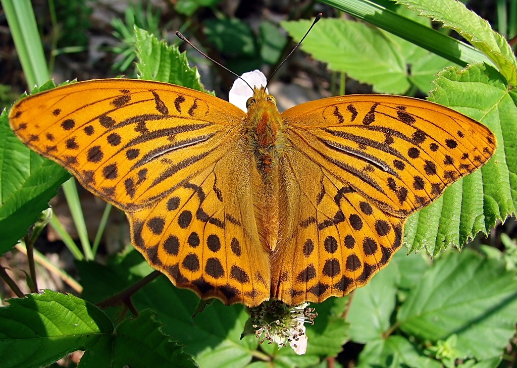 A.paphia | Insektarium