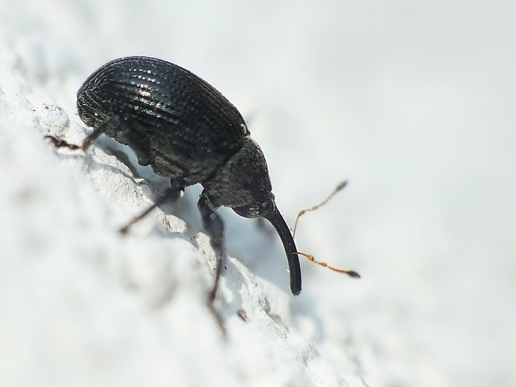 A.rubi | Insektarium