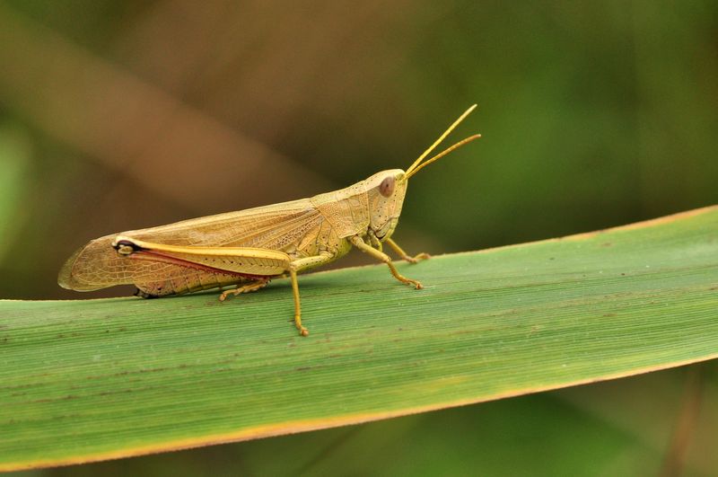 C.dispar | Insektarium