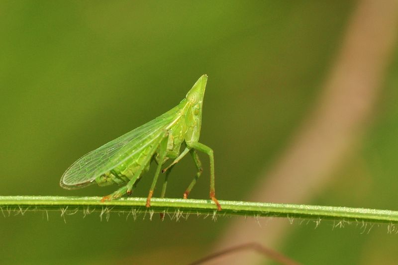 Dictyophara europaea – Sietnica europejska | Insektarium
