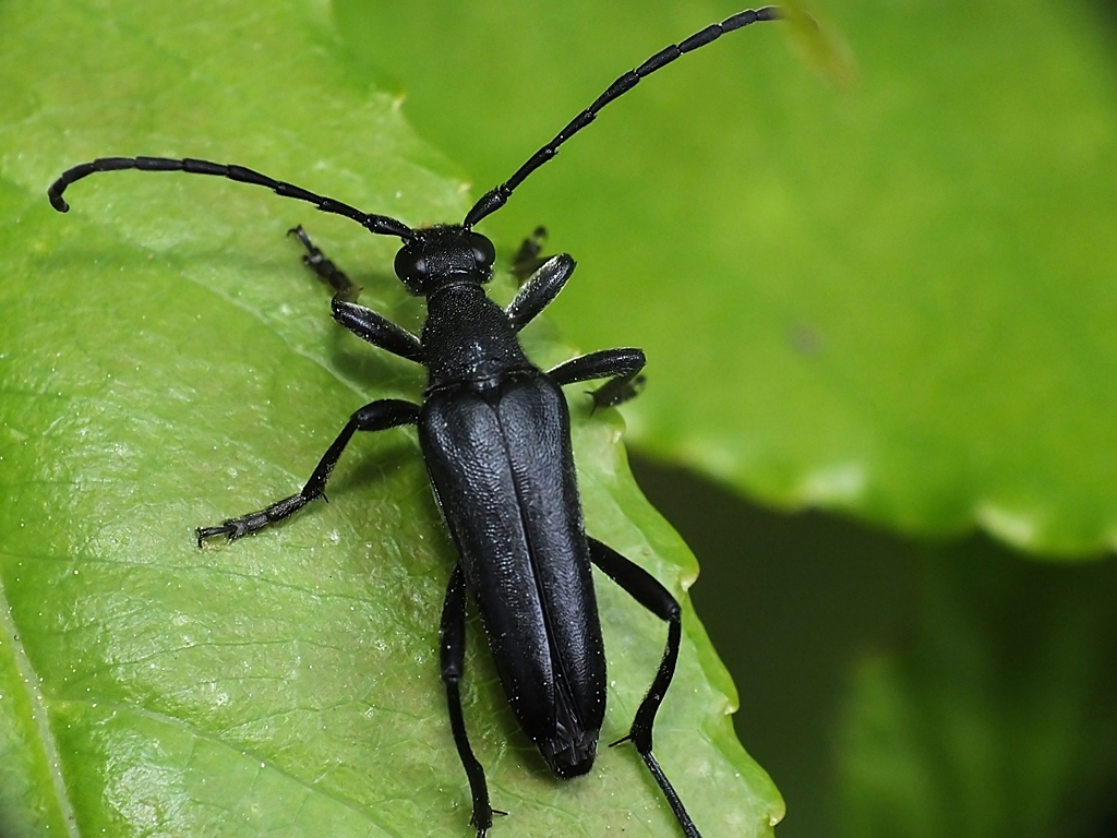 L.aethiops | Insektarium