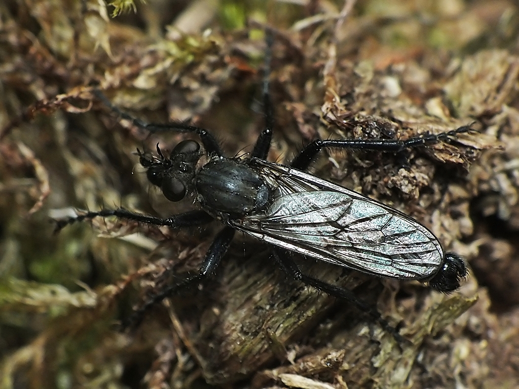 L cinctus | Insektarium