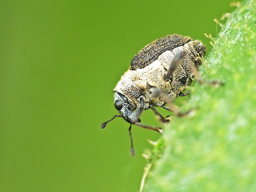 Rhinoncus pericarpius – Gruboryjek szczawiak | Insektarium