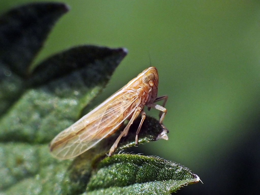 S minutus | Insektarium