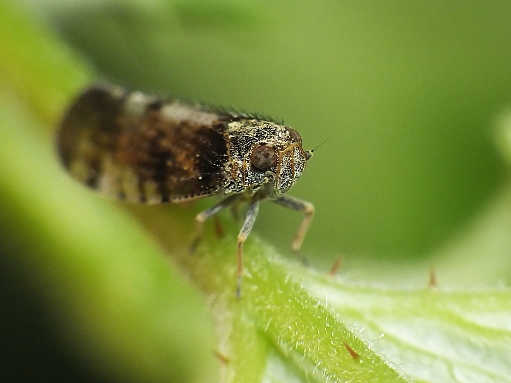 Cixius | Insektarium