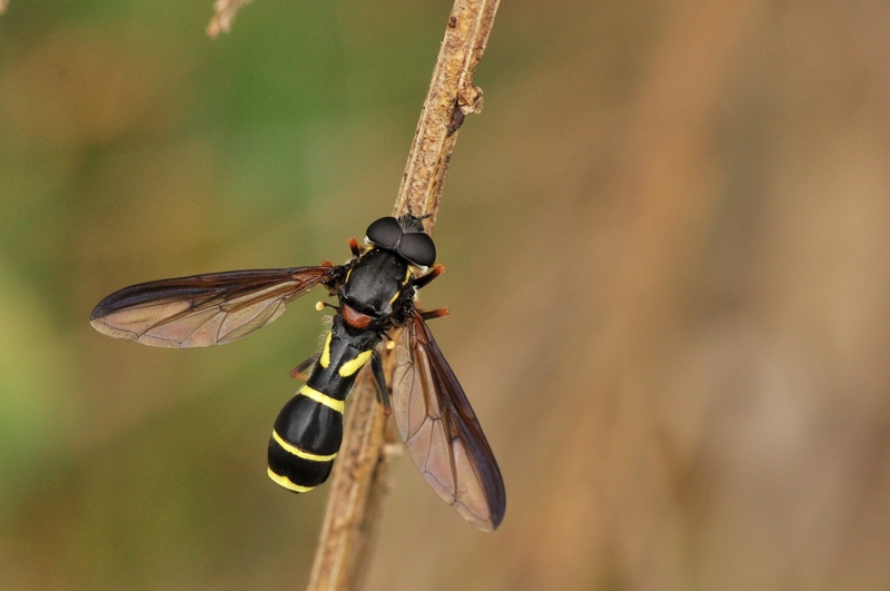 Doros profuges | Insektarium