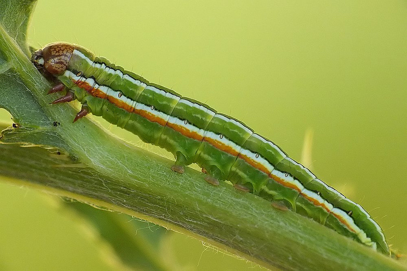 Panolis flammea – Strzygonia choinówka | Insektarium