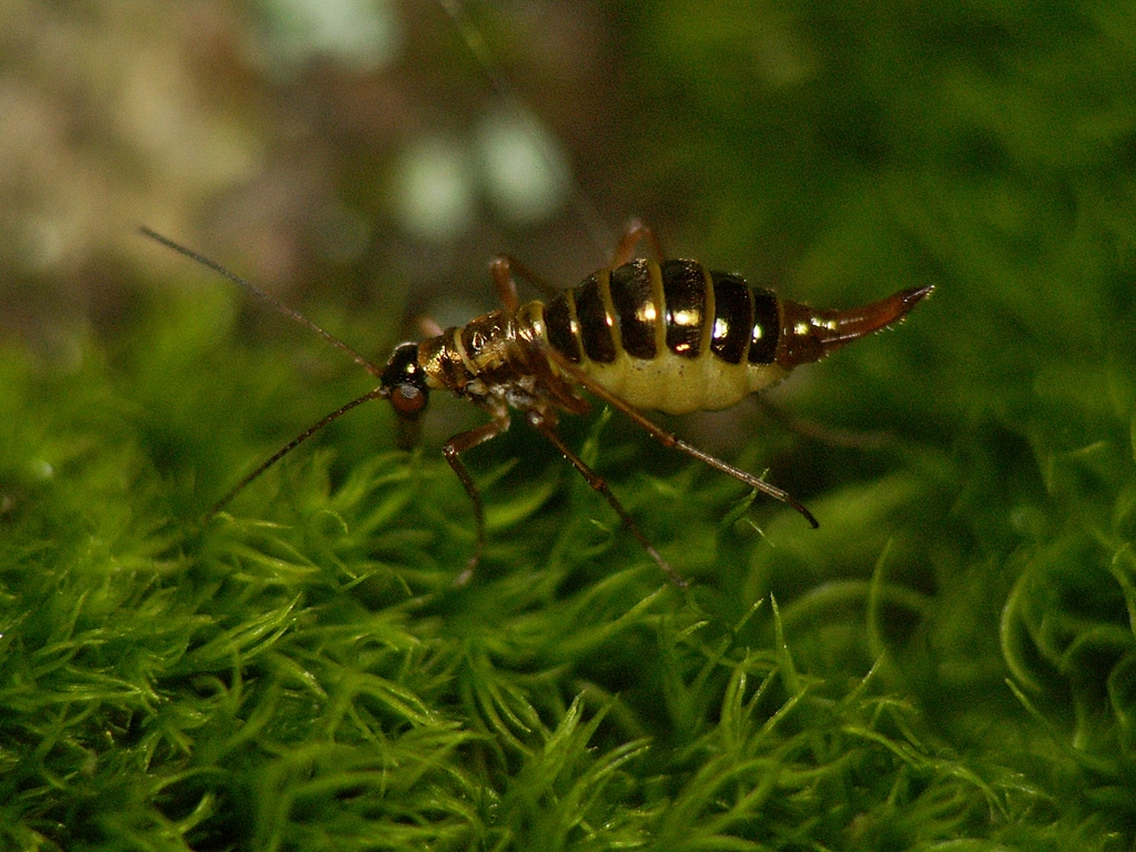 Boreus westwoodi – Pośnieżek zwyczajny | Insektarium