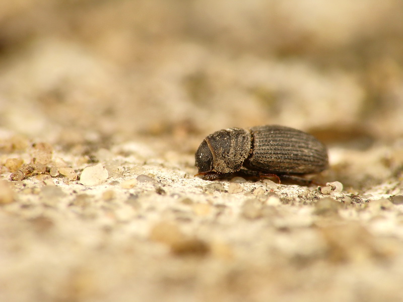 Rhyssemus germanus | Insektarium