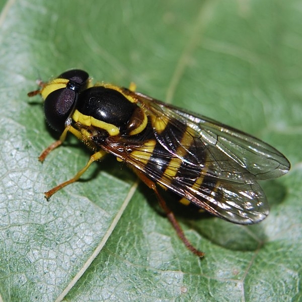 Xanthogramma laetum – Żółtynka przepasana | Insektarium