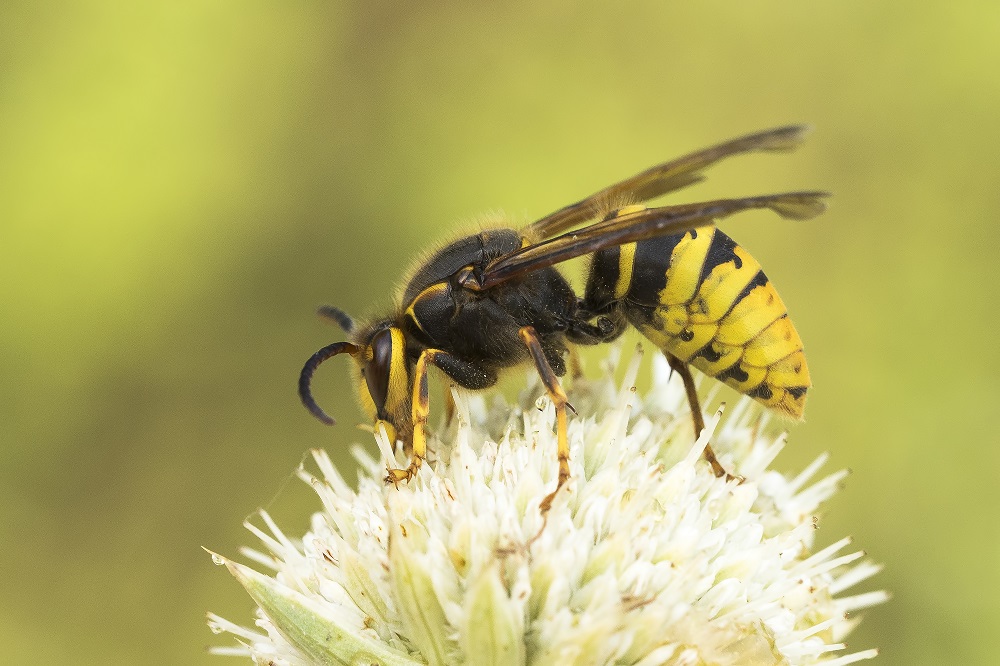 Dolichovespula media – Osa średnia | Insektarium