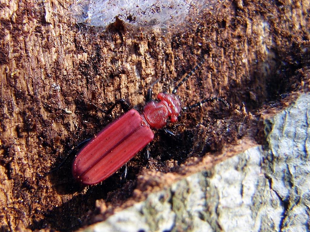 Cucujidae – Zgniotkowate | Insektarium