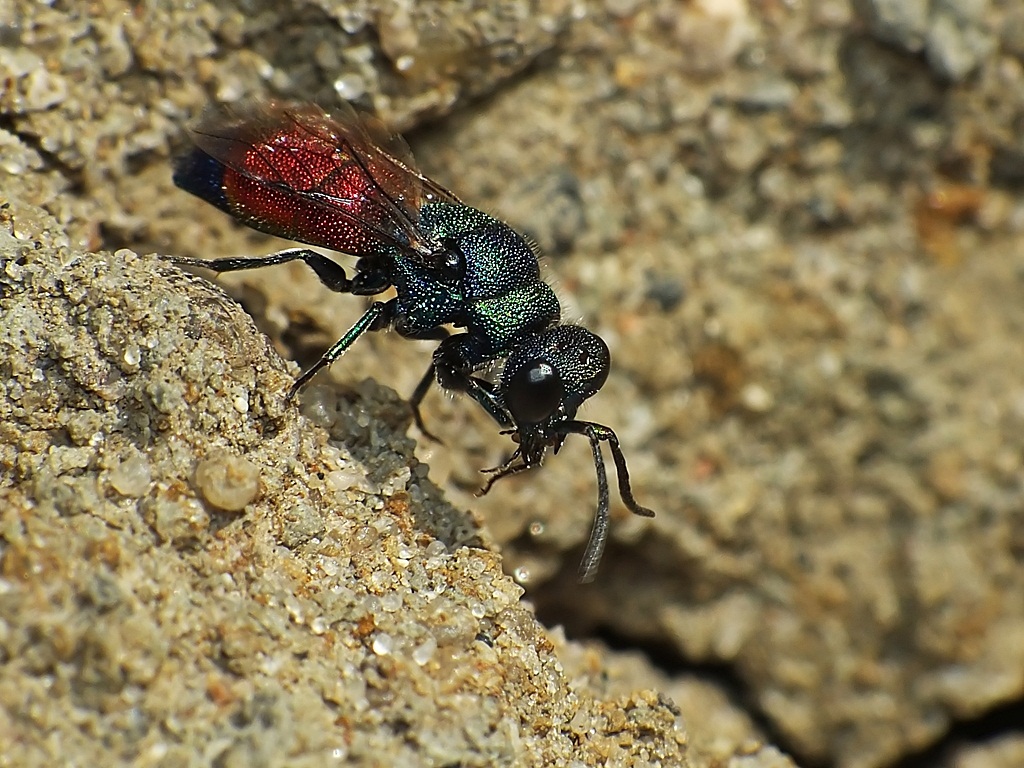 Ch splendidula | Insektarium