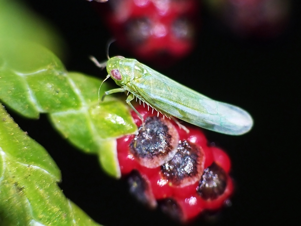 Empoasca spp. – Lublice | Insektarium