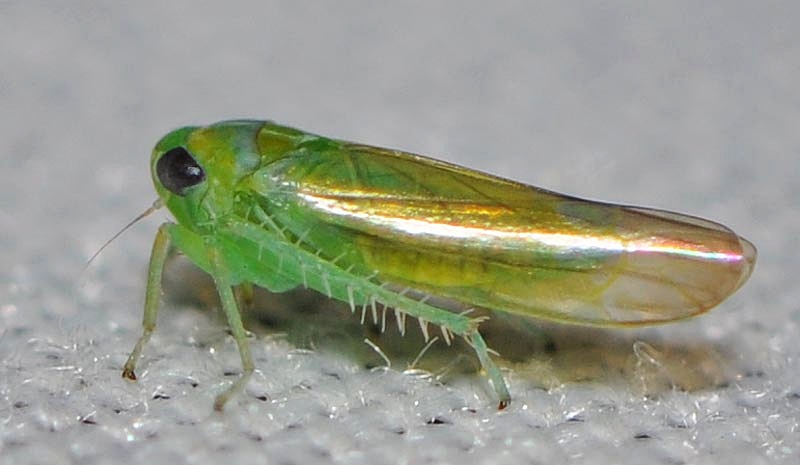 Kybos species | Insektarium