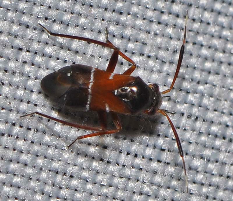 Rodzaj Pilophorus – Lubik | Insektarium