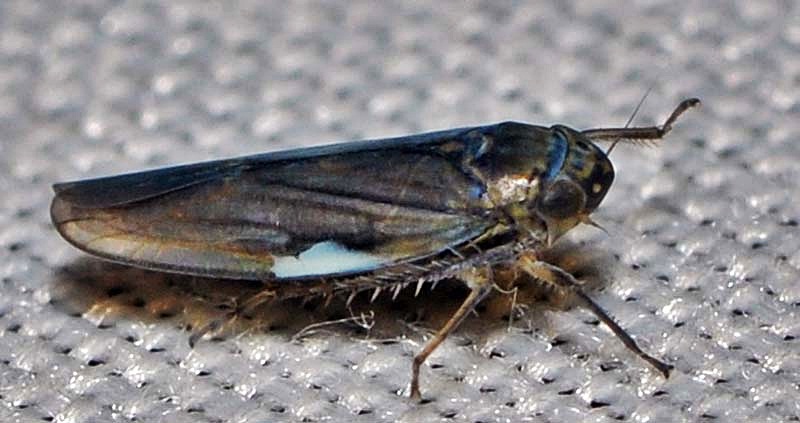 Rodzaj Macrosteles | Insektarium