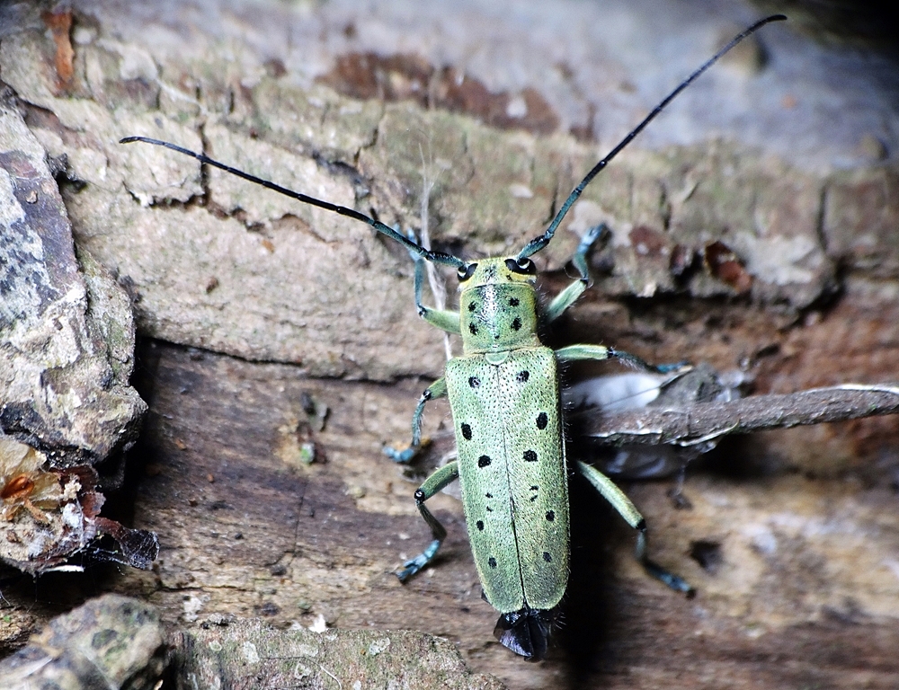 Saperda punctata – Rzemlik kropkowany | Insektarium