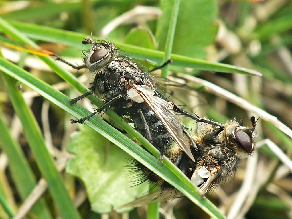 Ernestia mating | Insektarium