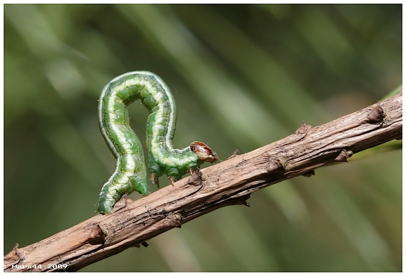 M.liturata | Insektarium