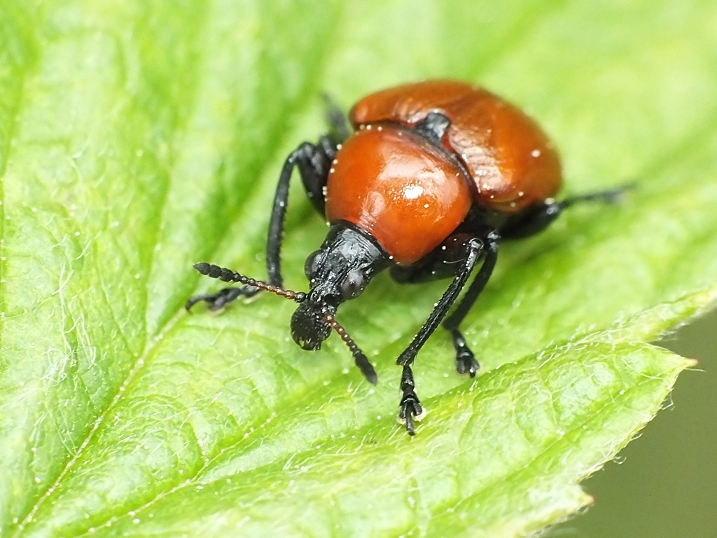 Attelabus nitens – Podryj dębowiec | Insektarium