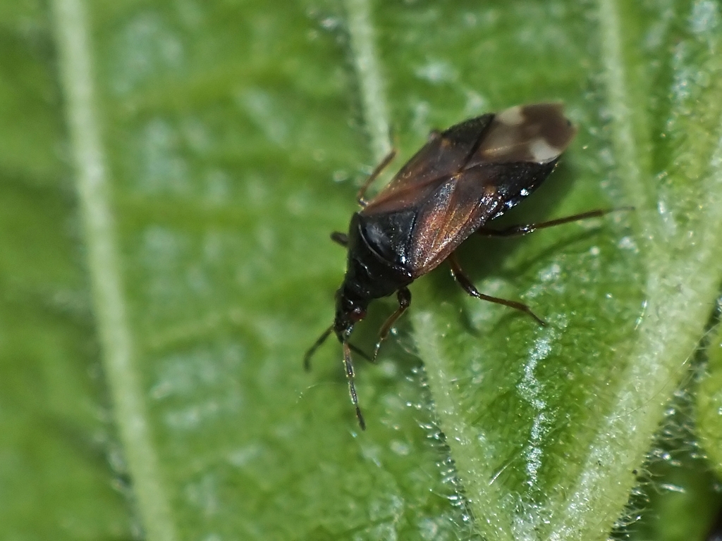 Anthocoris species | Insektarium