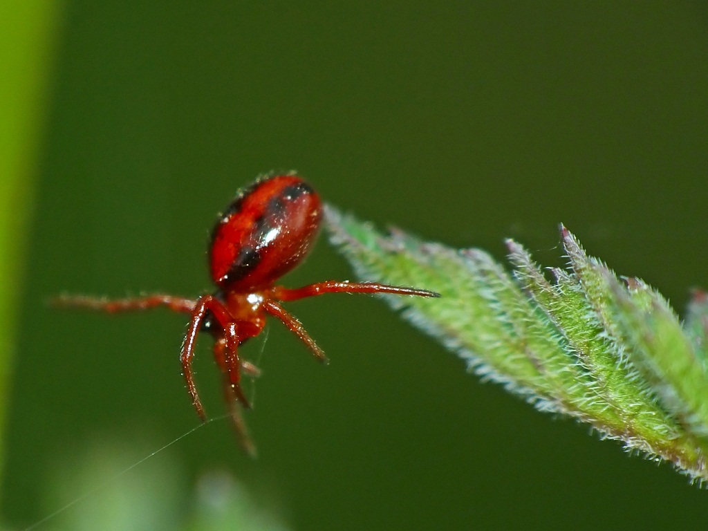 Hypsosinga heri | Insektarium