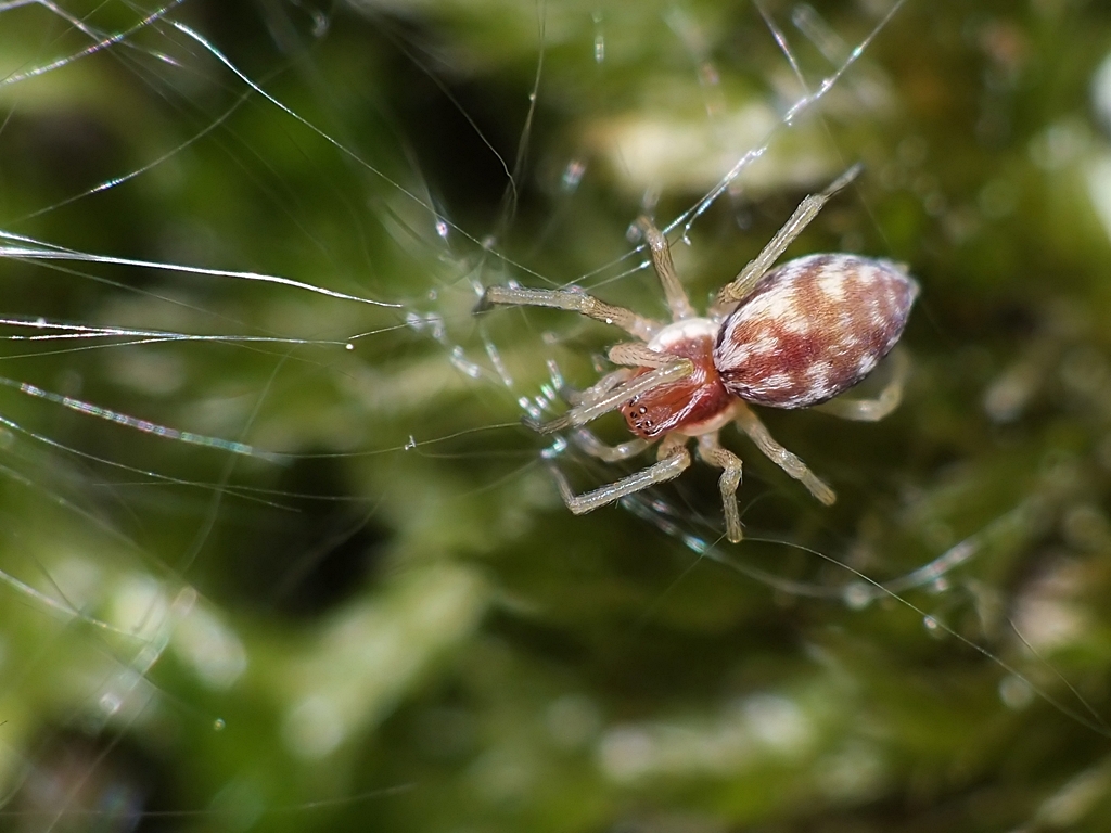 Nigma female | Insektarium